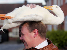 Just thinking: A man with a duck on his head ....
